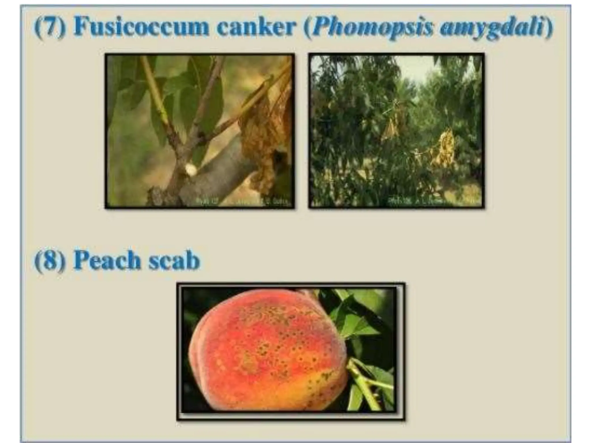 Cultivation practice of peach in Nepal.pptx