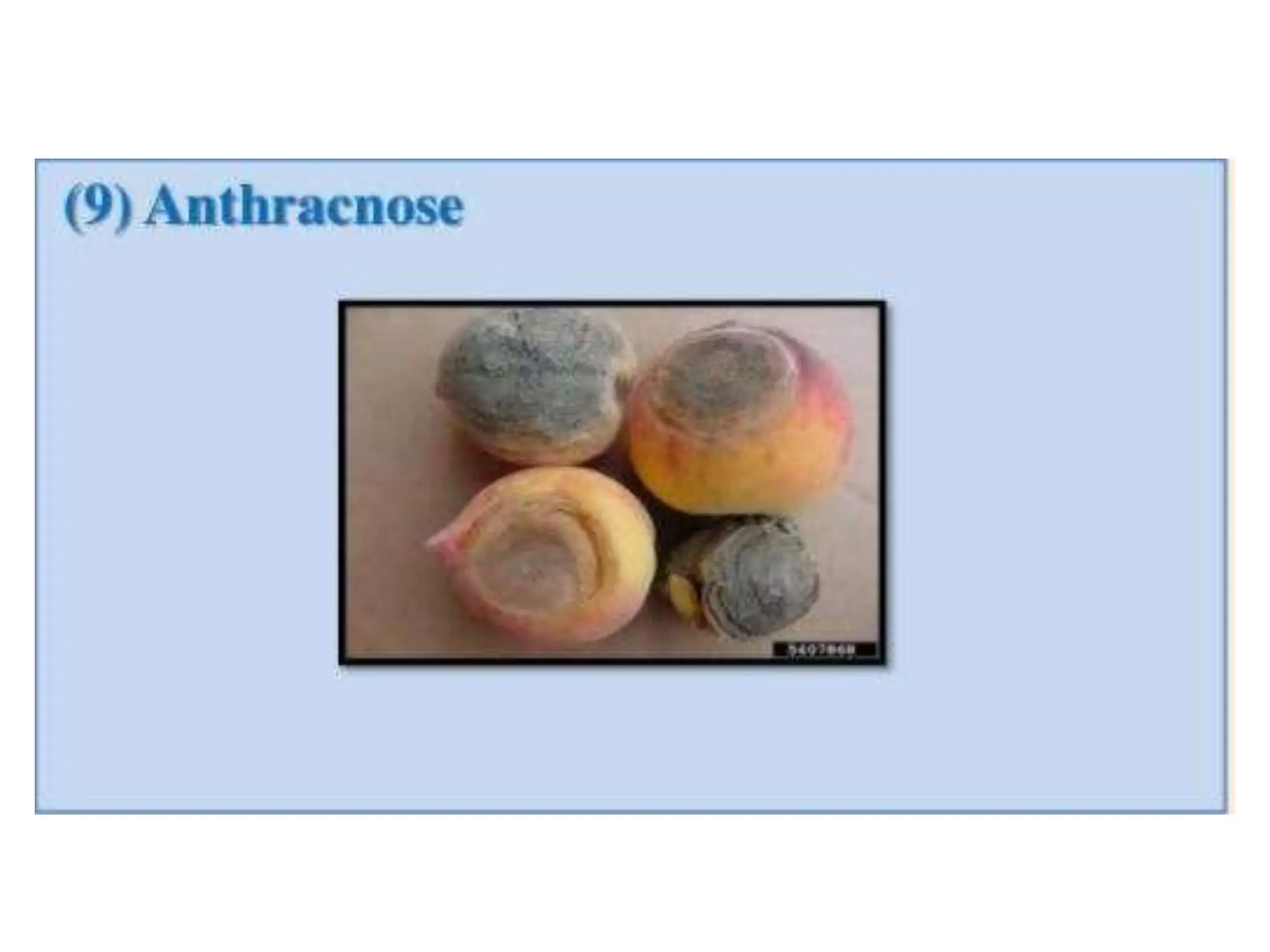 Cultivation practice of peach in Nepal.pptx