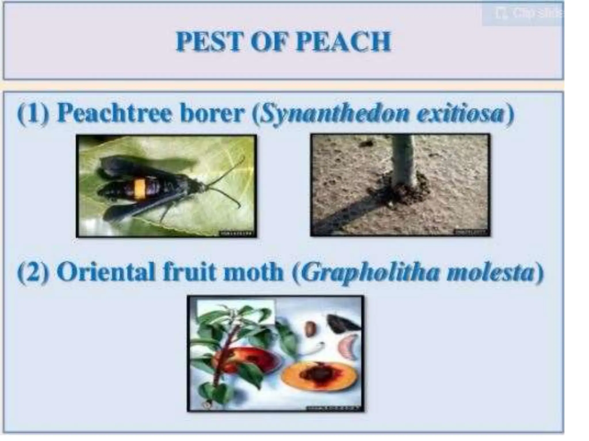 Cultivation practice of peach in Nepal.pptx