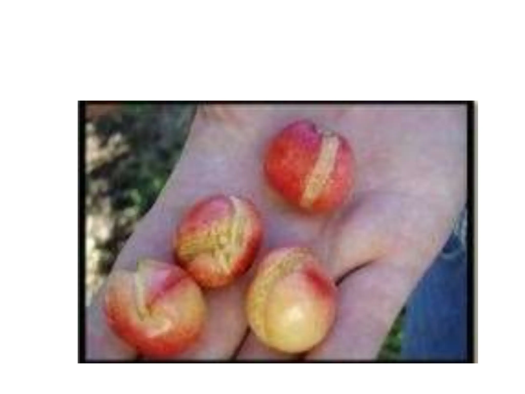 Cultivation practice of peach in Nepal.pptx