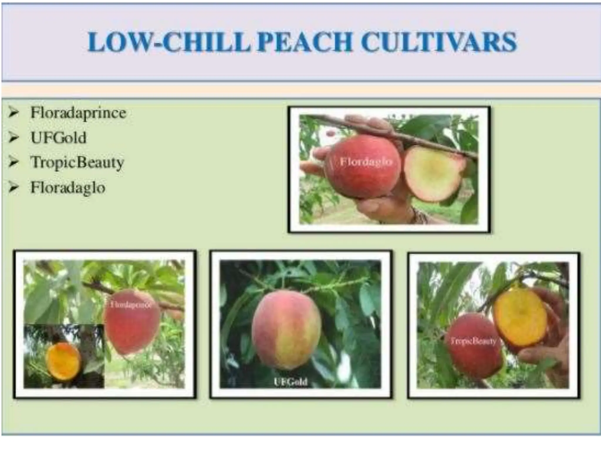 Cultivation practice of peach in Nepal.pptx