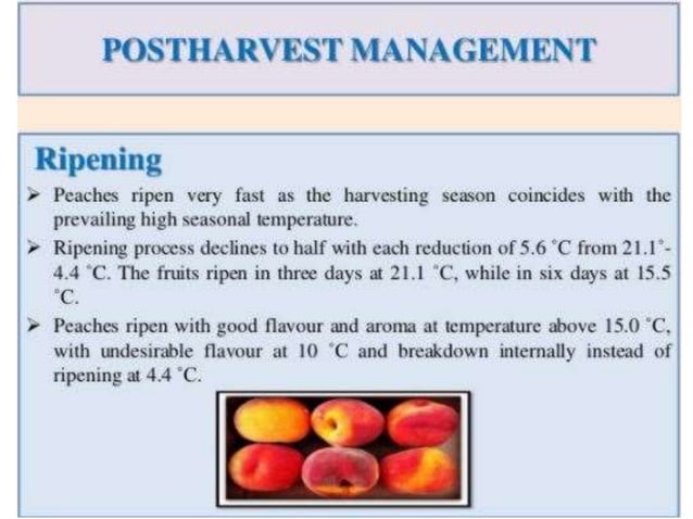 Cultivation practice of peach in Nepal.pptx | Gardening | Home & Garden