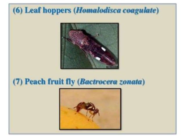 Cultivation practice of peach in Nepal.pptx | Gardening | Home & Garden