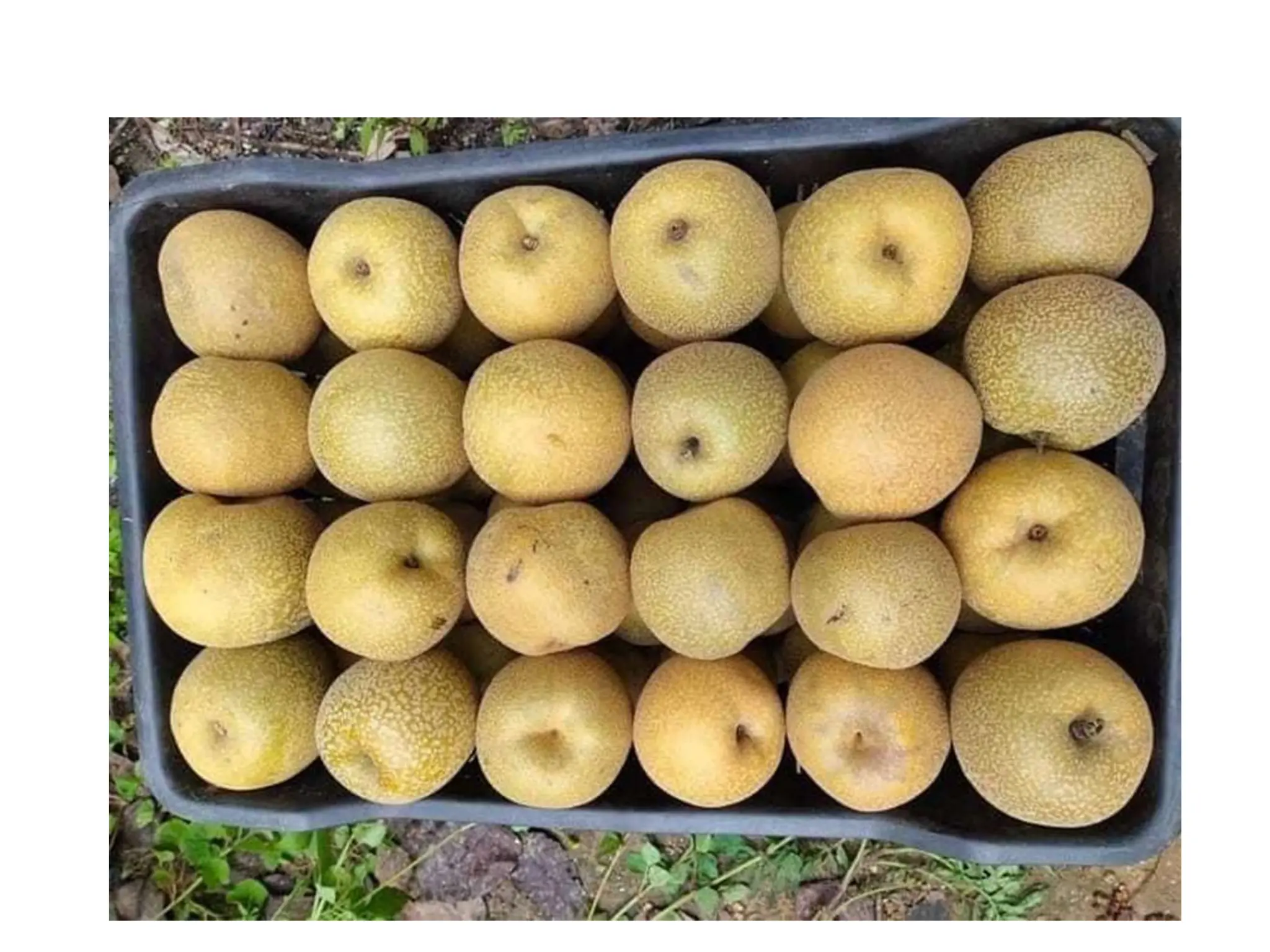 Cultivation Practice of pear in Nepal.pptx