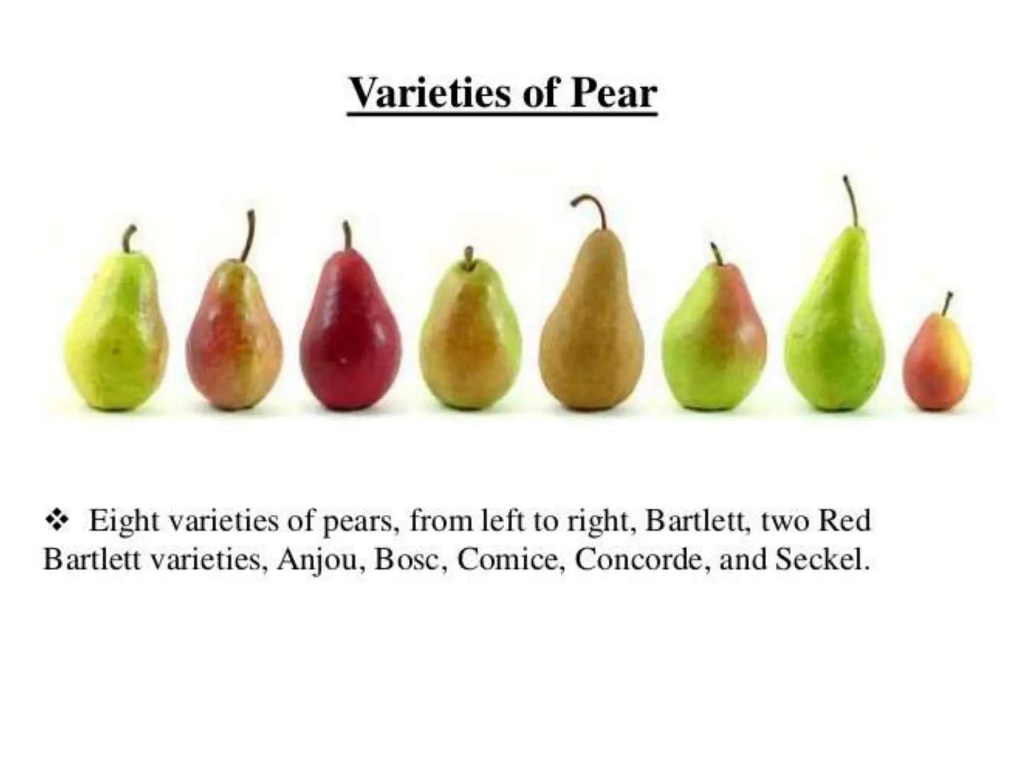 Cultivation Practice of pear in Nepal.pptx