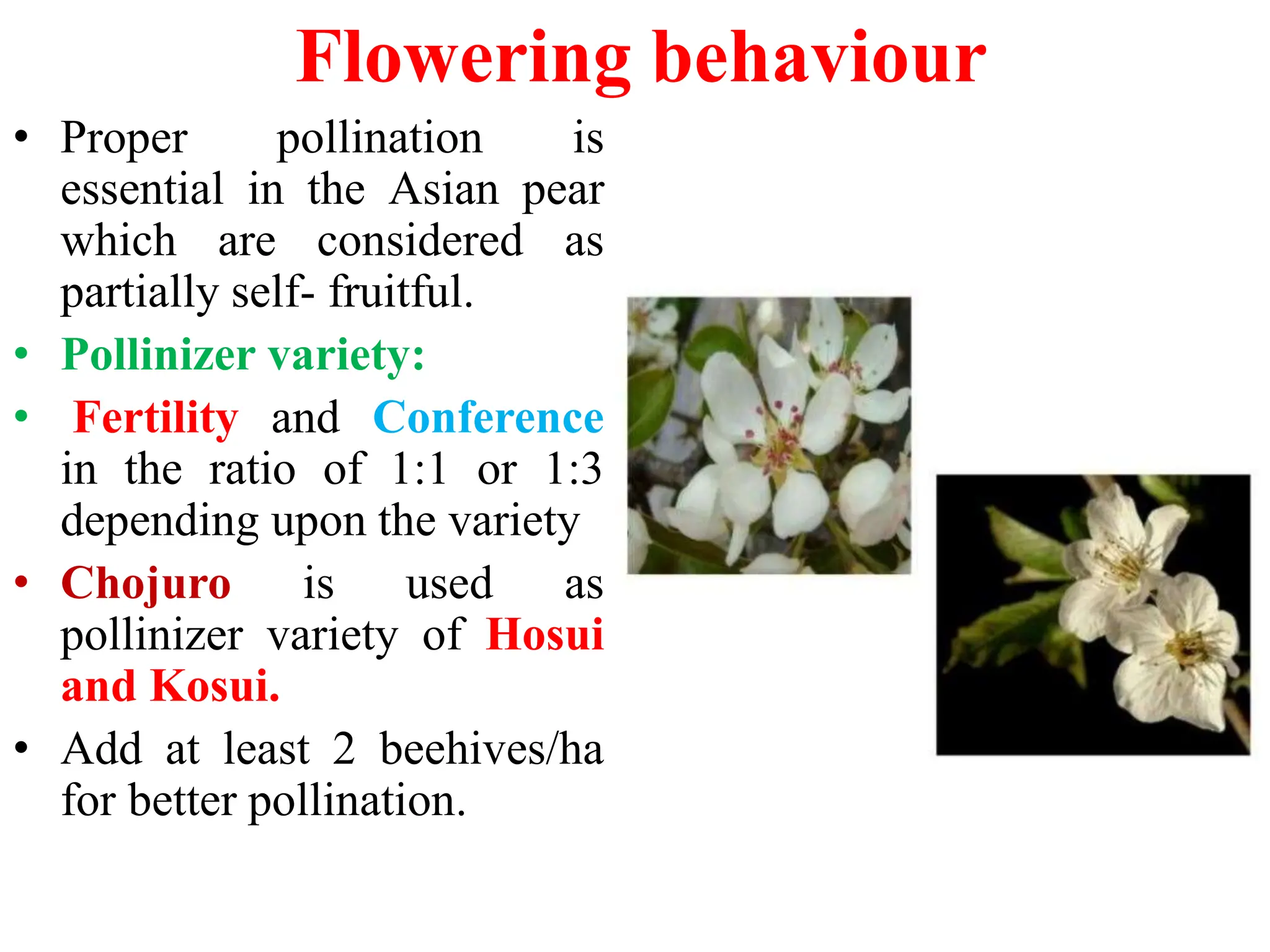 Cultivation Practice of pear in Nepal.pptx