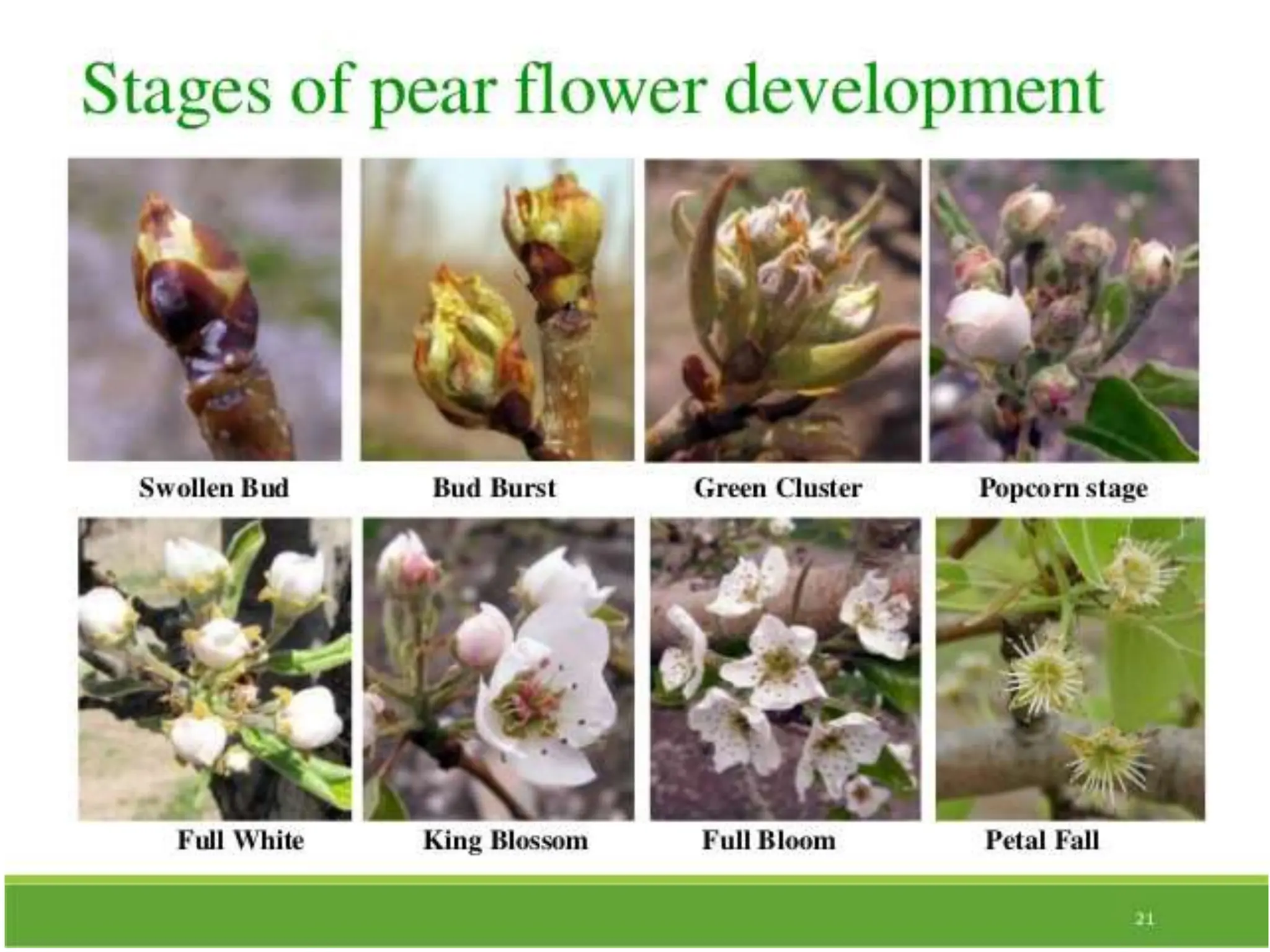 Cultivation Practice of pear in Nepal.pptx