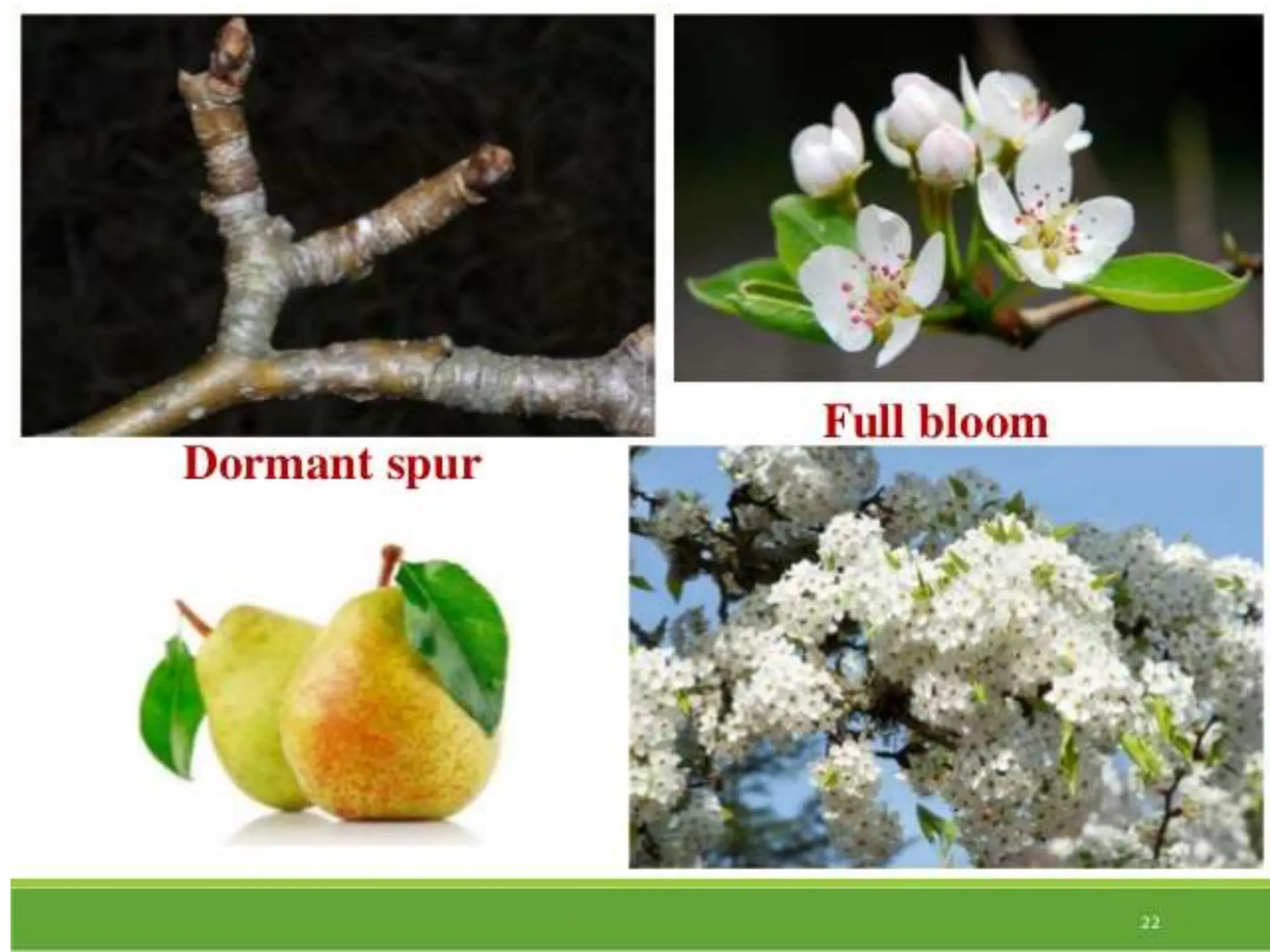Cultivation Practice of pear in Nepal.pptx