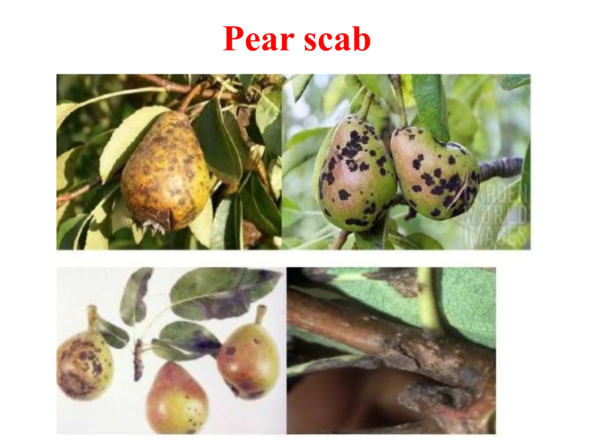 Cultivation Practice of pear in Nepal.pptx