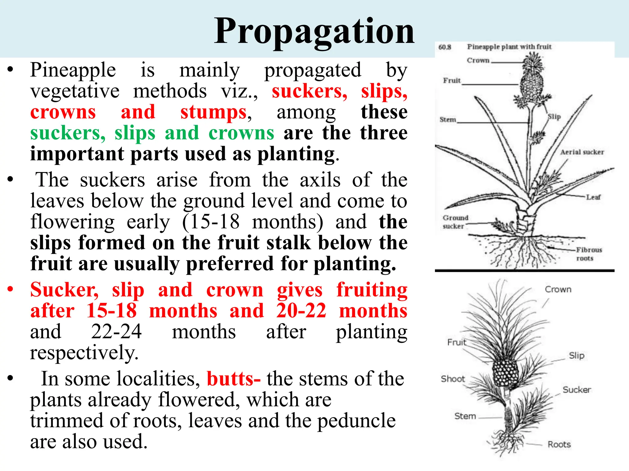 Cultivation practice of Pineapple in Nepal .pptx