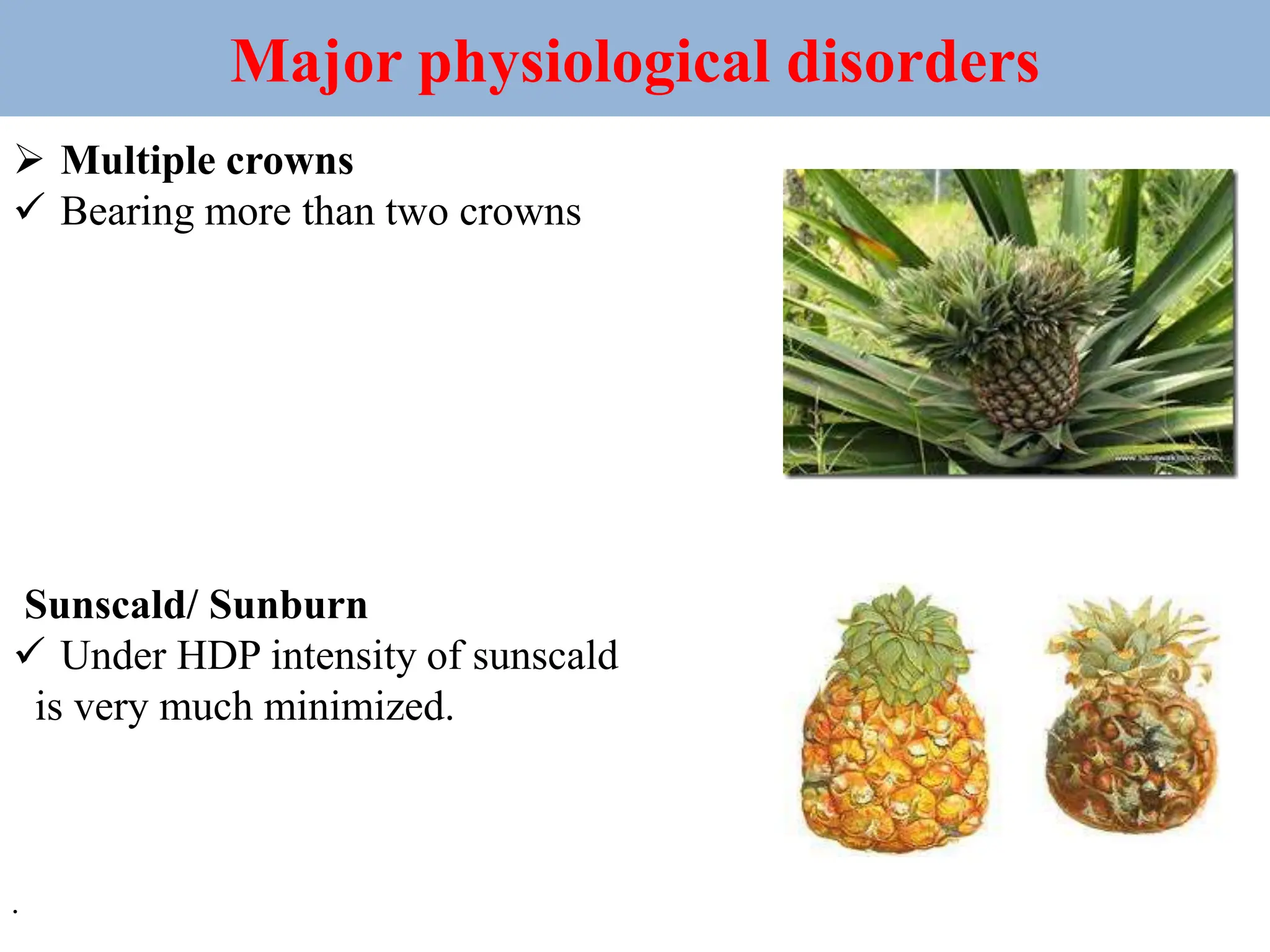 Cultivation practice of Pineapple in Nepal .pptx