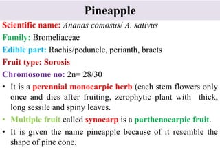 Cultivation practice of Pineapple in Nepal .pptx