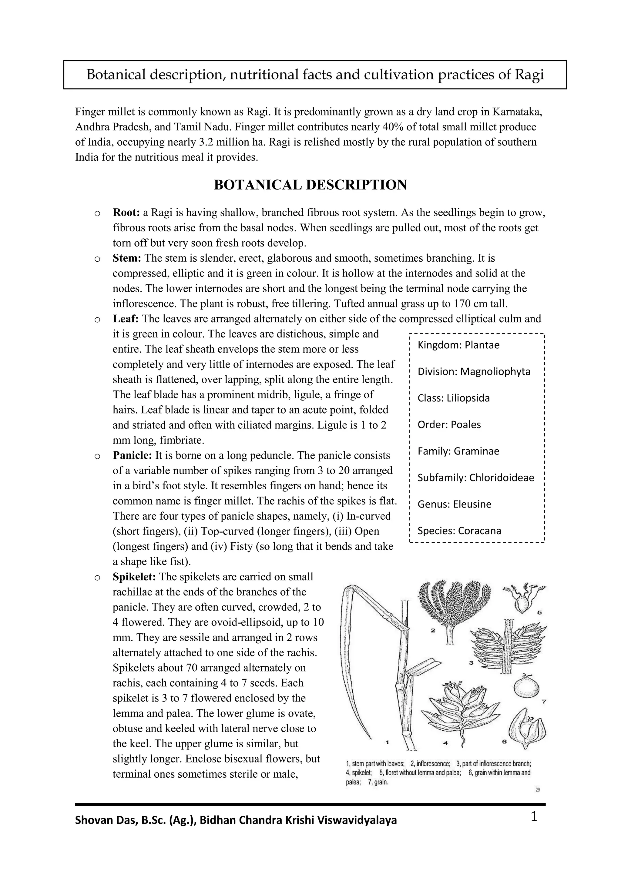 Botany, Nutritional Facts & Cultivation Practices of Ragi | PDF