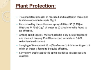 Cultivation practices of rapeseed and mustard crop ppt | PPTX