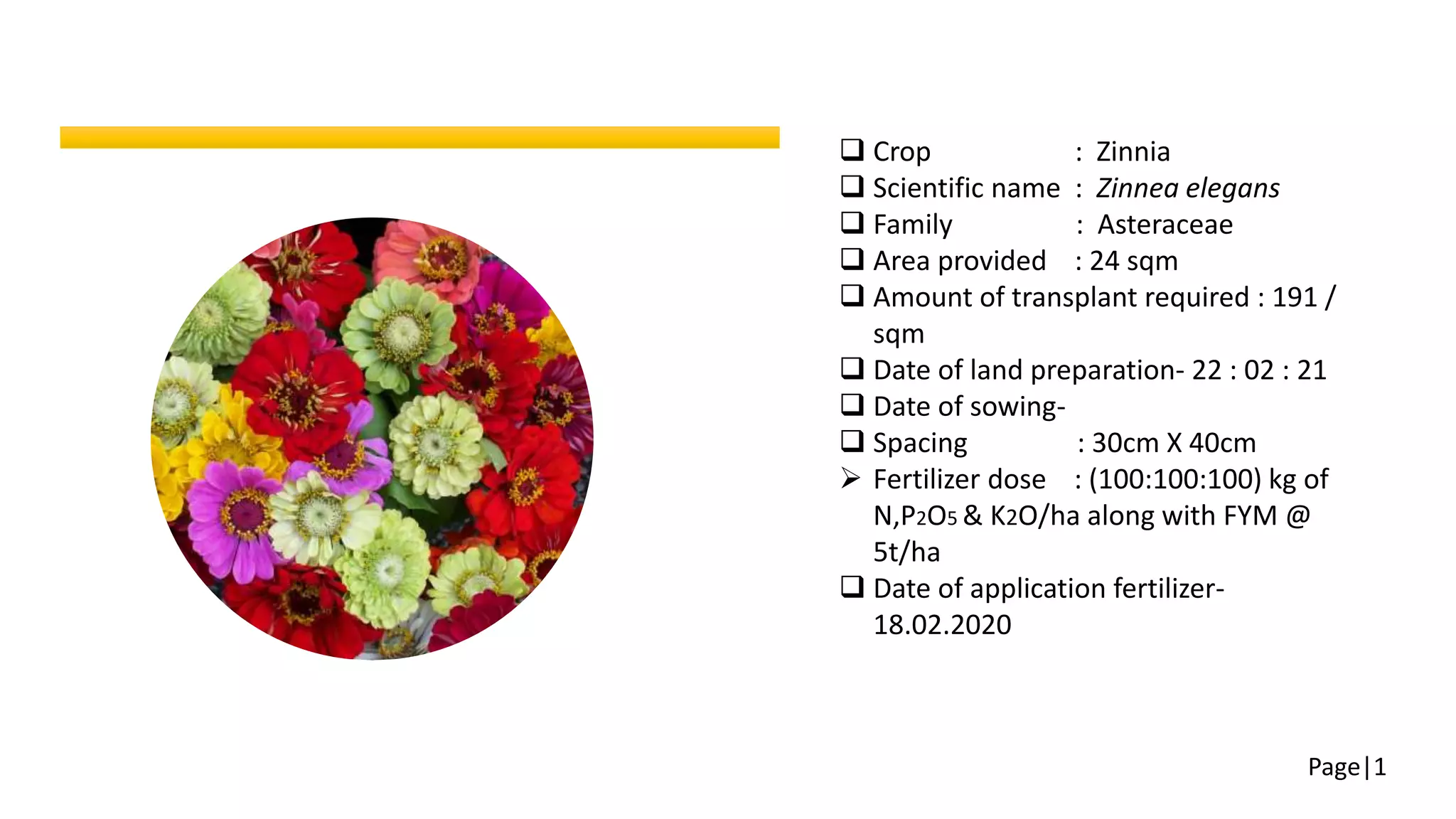 Cultivation practices of Zinnia.pptx