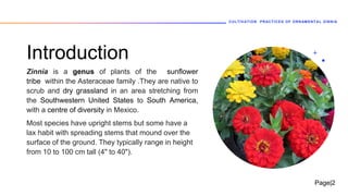 Cultivation practices of Zinnia.pptx
