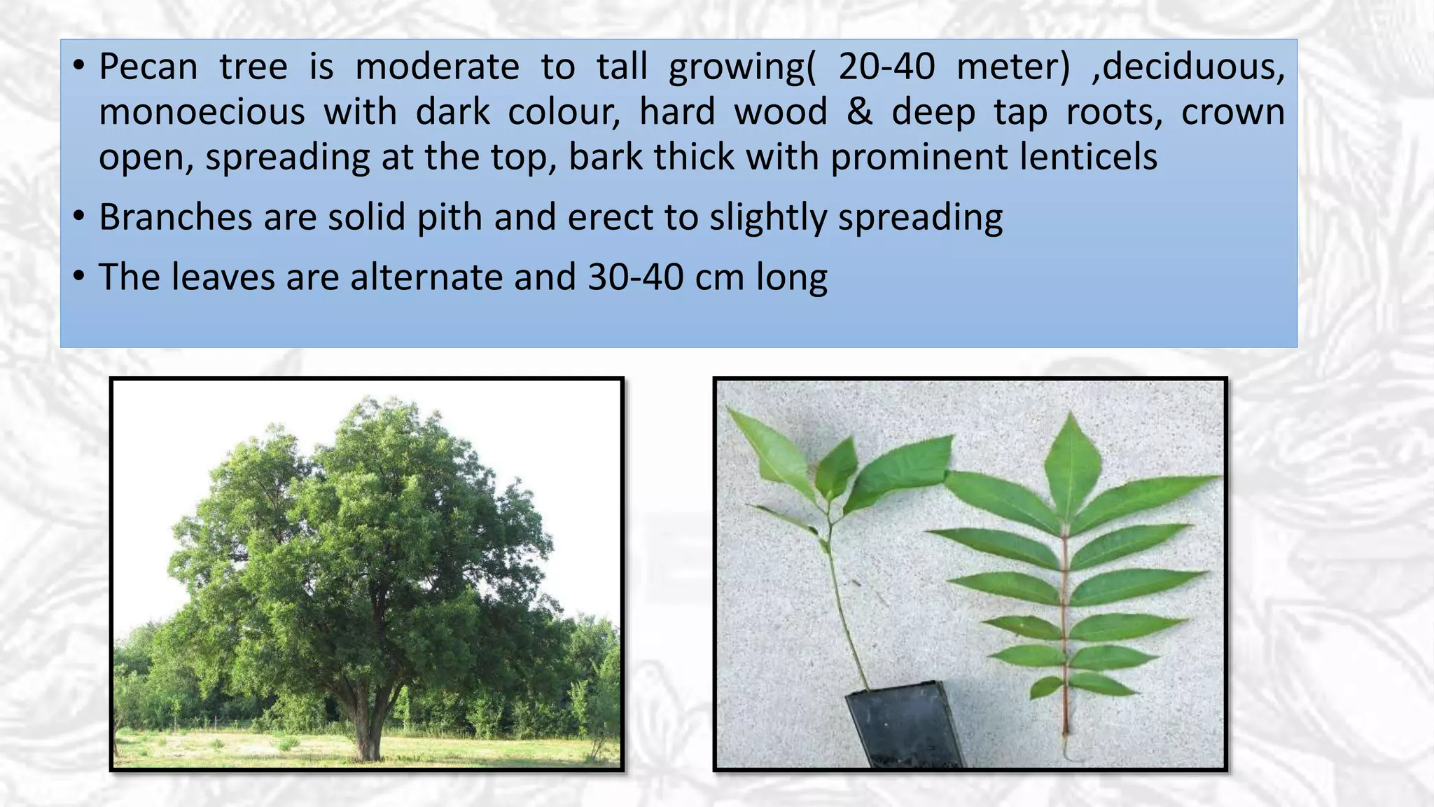 Cultivation pratices of walnut and hazel nut | PPTX