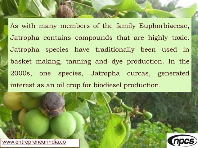Cultivation, Processing & Uses of Jatropha (Bio-Diesel) With ...