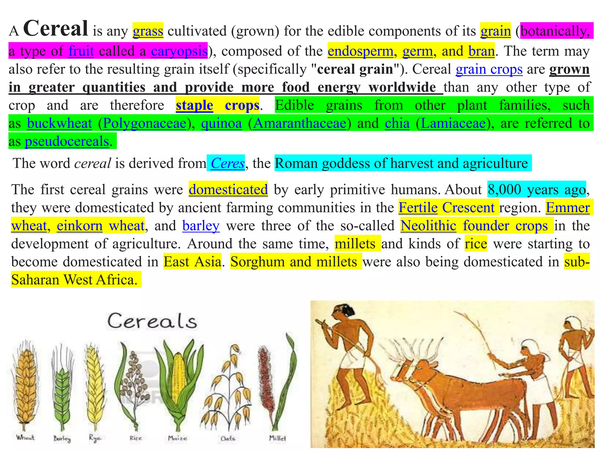 Cultivation production and uses of wheat | PPTX