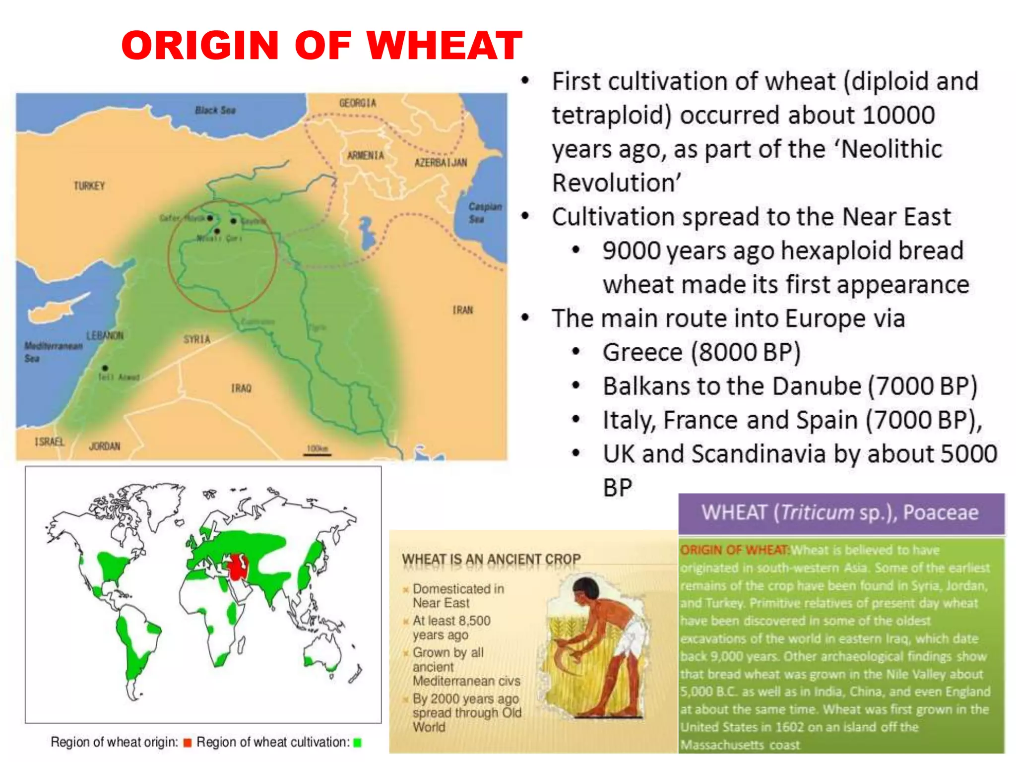 Cultivation production and uses of wheat | PPTX