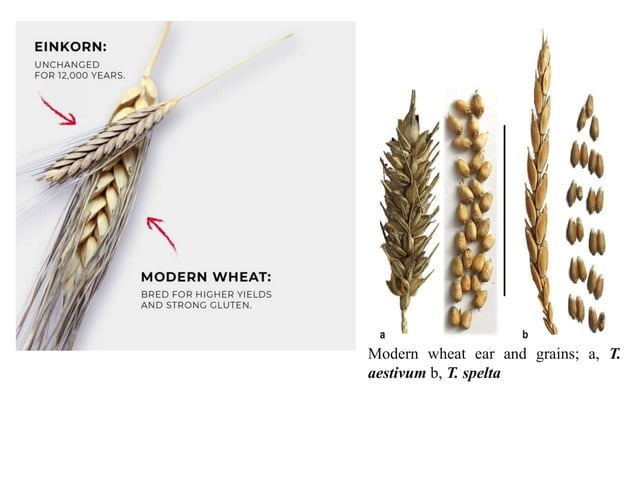 Cultivation production and uses of wheat | PPTX