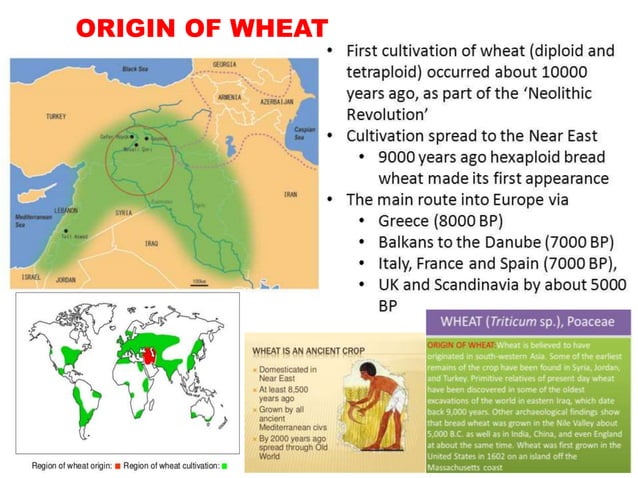 Cultivation production and uses of wheat | PPTX