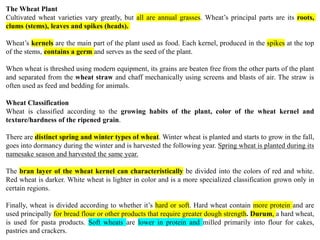 Cultivation production and uses of wheat | PPTX