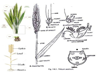 Cultivation production and uses of wheat | PPTX