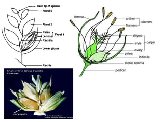 Cultivation production and uses of wheat | PPTX