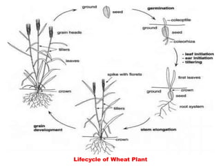 Wheat Plant Diagram