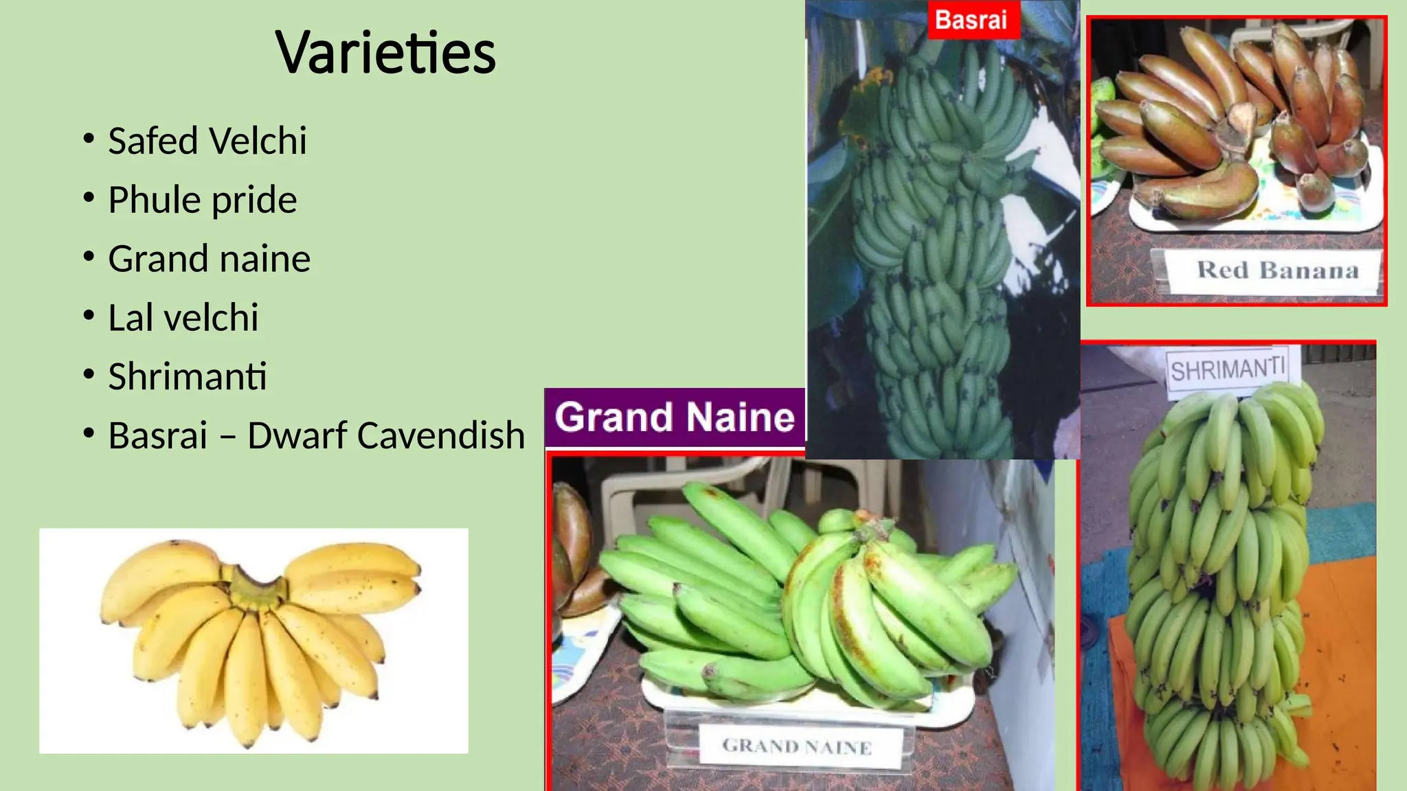 Cultivation & Production of Banana Fruit Crop.pptx