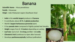 Cultivation & Production of Banana Fruit Crop.pptx