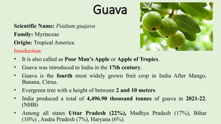 Cultivation & Production of Guava Fruit Crop.pptx
