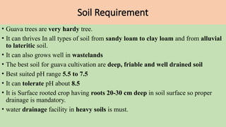 Cultivation & Production of Guava Fruit Crop.pptx