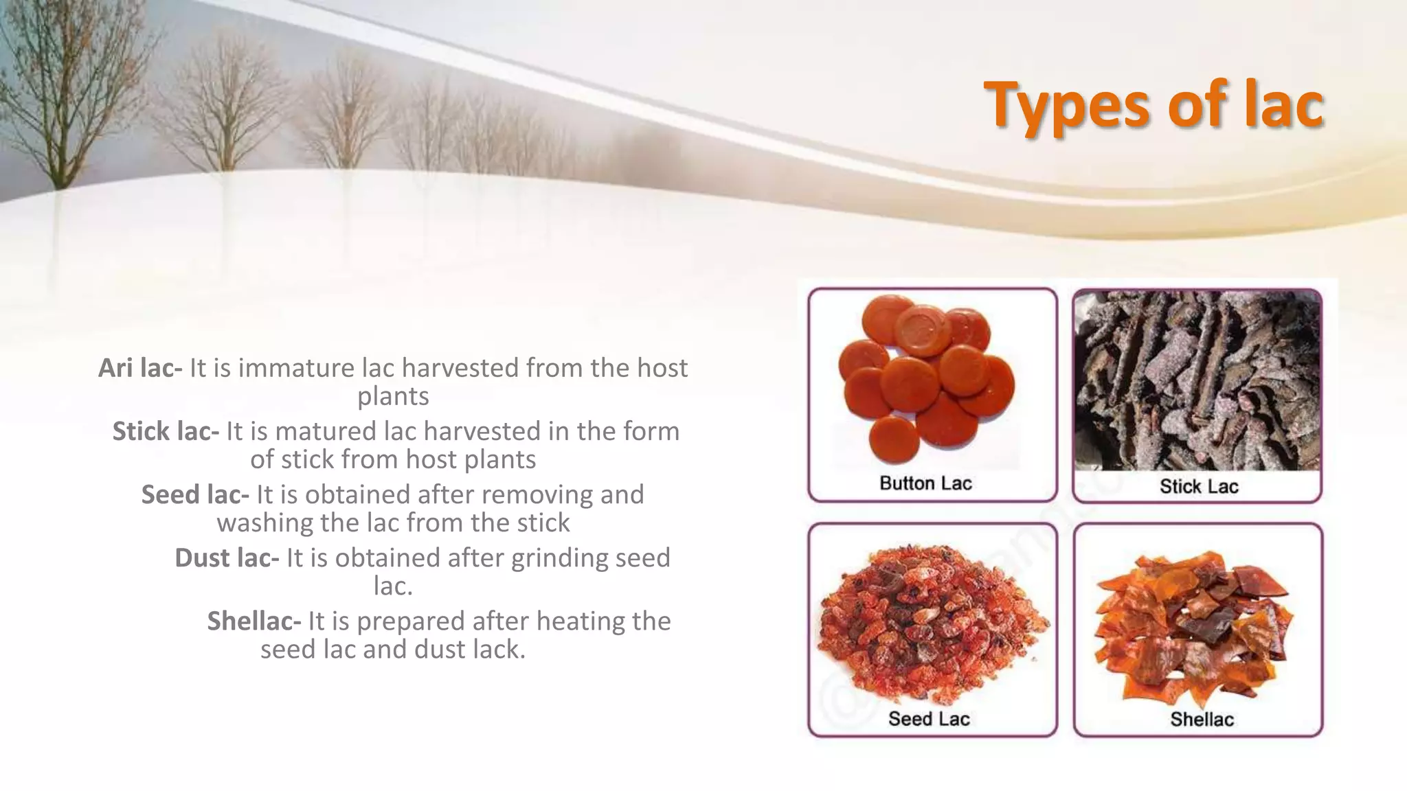 Cultivation technique of lac insect | PPTX