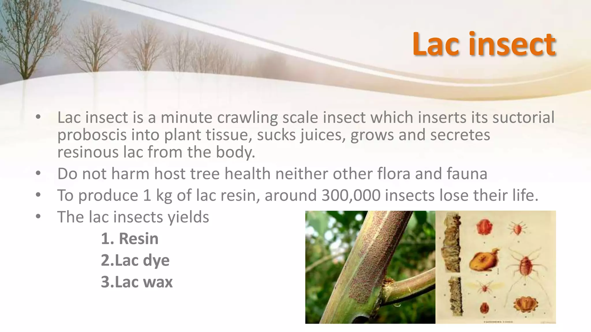 Cultivation technique of lac insect | PPTX