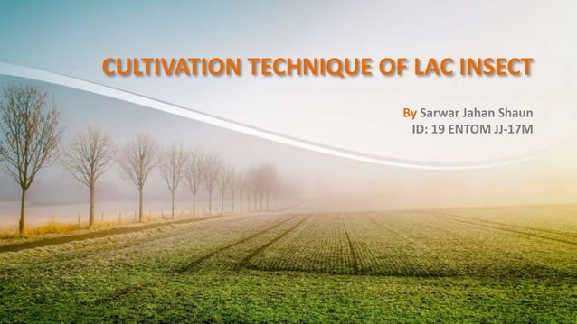Cultivation technique of lac insect | PPT | Free Download