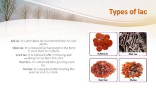 Cultivation technique of lac insect | PPTX