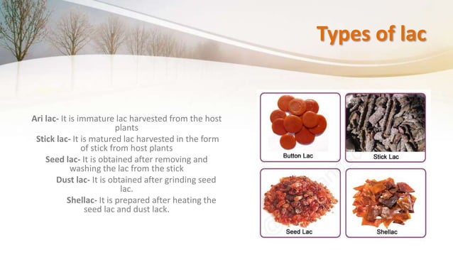 Cultivation technique of lac insect | PPTX