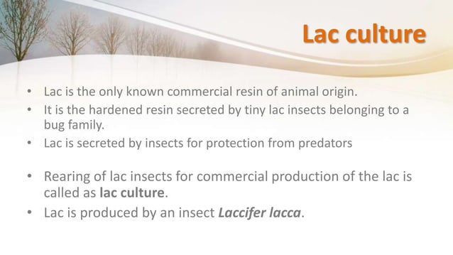 Cultivation technique of lac insect | PPTX