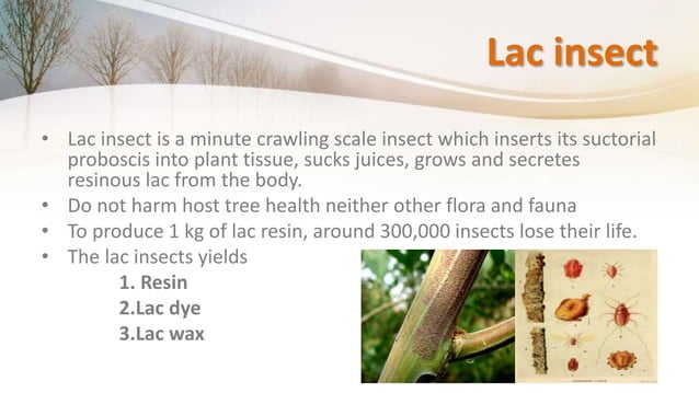 Cultivation technique of lac insect | PPTX