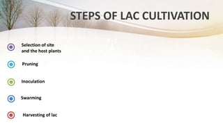 Cultivation technique of lac insect | PPTX
