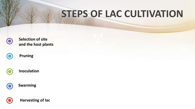 Cultivation technique of lac insect | PPTX