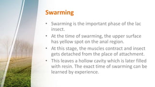 Cultivation technique of lac insect | PPTX