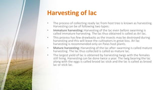 Cultivation technique of lac insect | PPTX