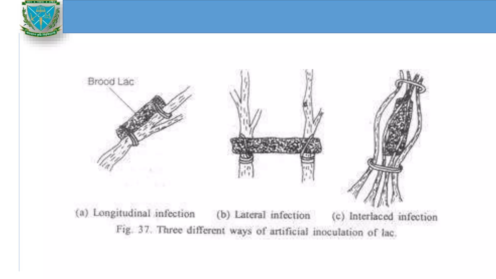 Cultivation techniques of lac insects | PPTX