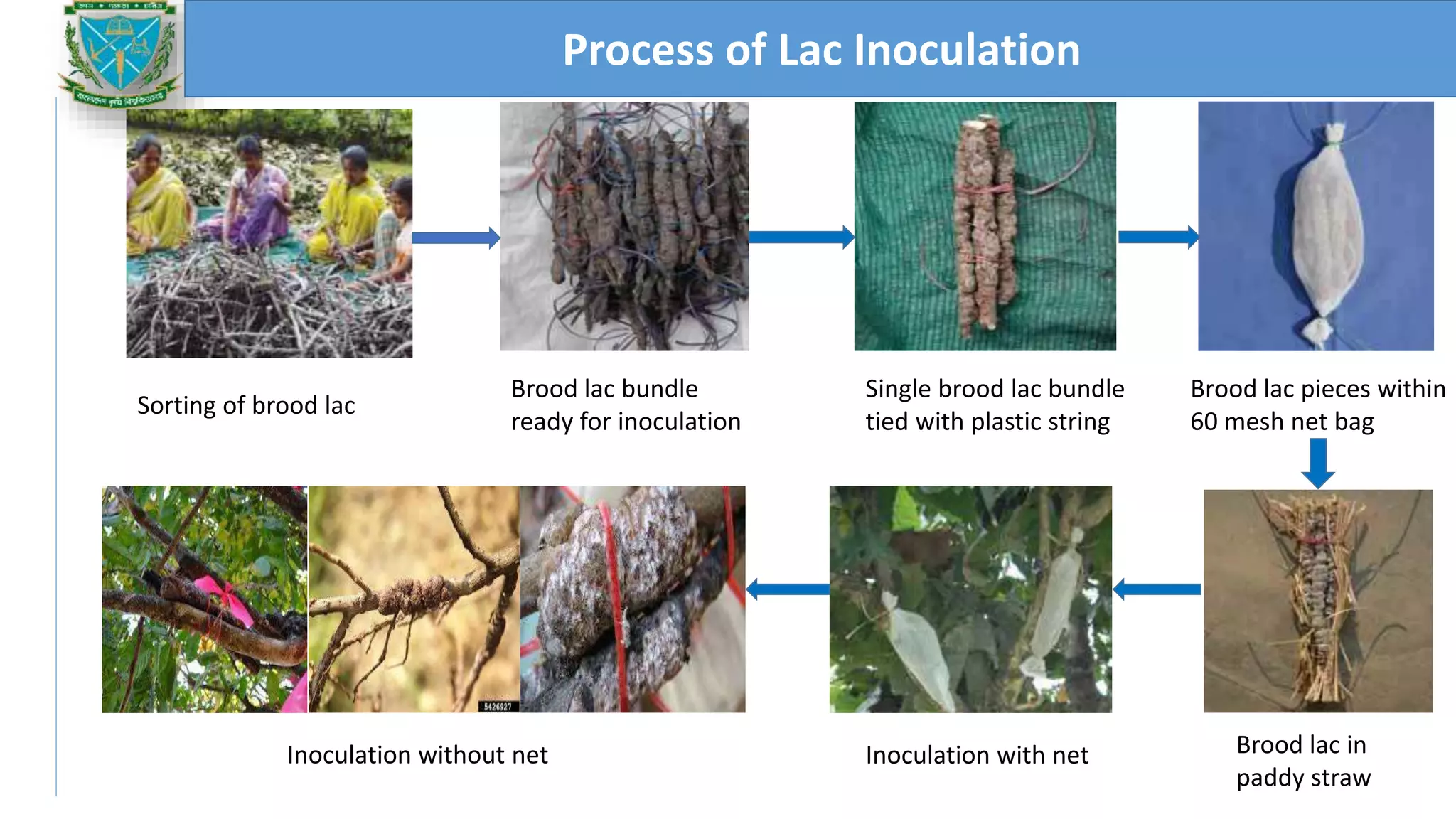 Cultivation techniques of lac insects | PPTX