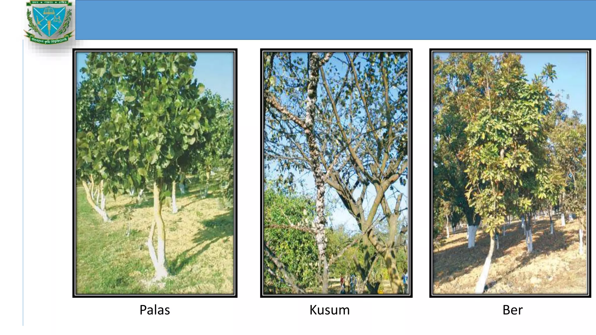 Cultivation techniques of lac insects | PPTX