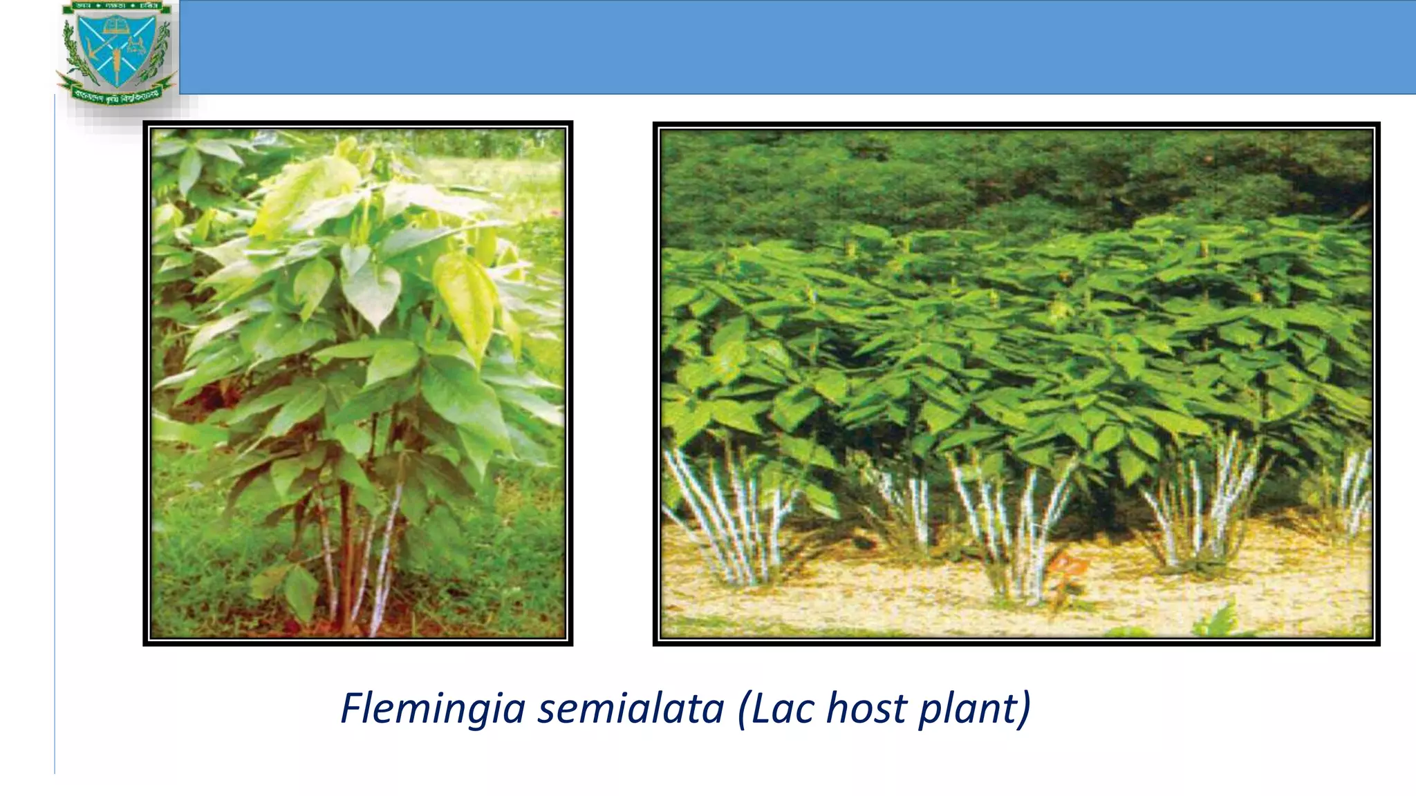 Cultivation techniques of lac insects | PPTX