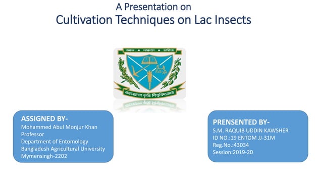 Cultivation techniques of lac insects | PPTX | Agriculture | Industries